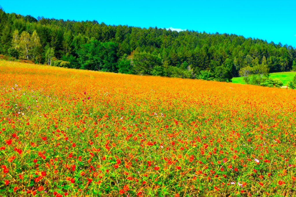 第22回太陽の丘コスモスフェスタ｜遠軽町｜2025 | 北海道Style